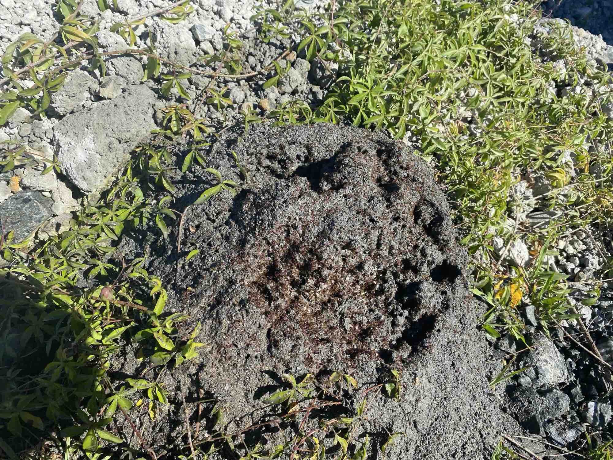 Fire Ant Biosecurity Zones Were Updated- The Fire Ant Guys